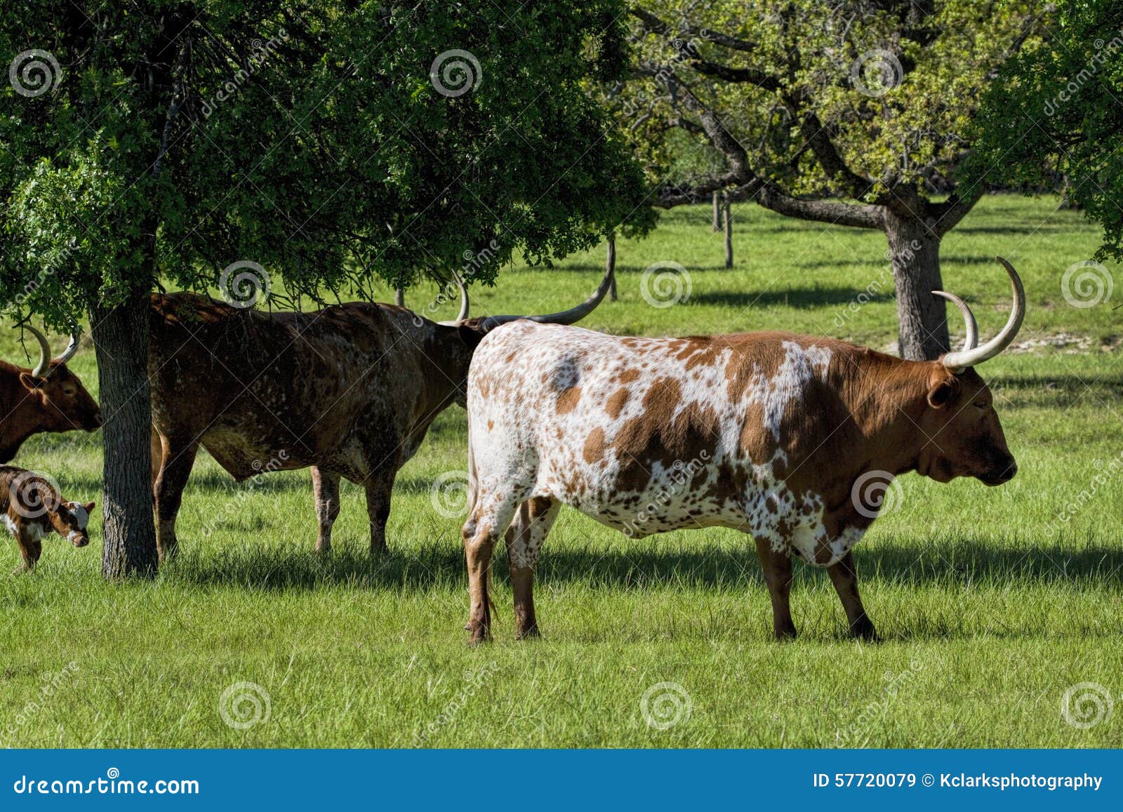 Texas Longhorn Cattle in Pasture 3 Stock Image - Image of farm, brown ...