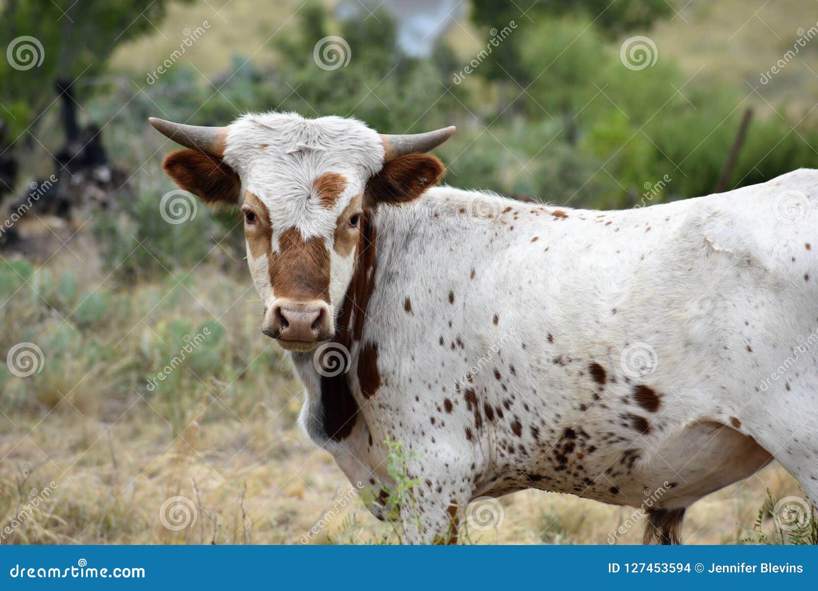 Texas Longhorn Cattle Portrait Stock Photo - Image of close, horn ...