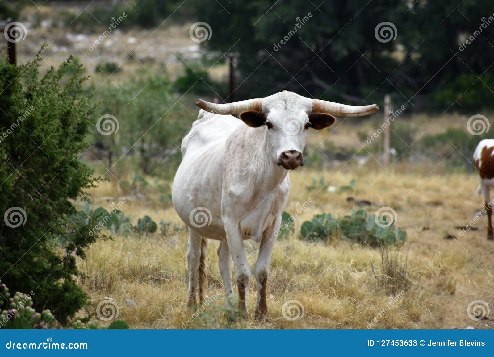 Texas Longhorn Cattle Portrait Stock Image - Image of grass, country ...