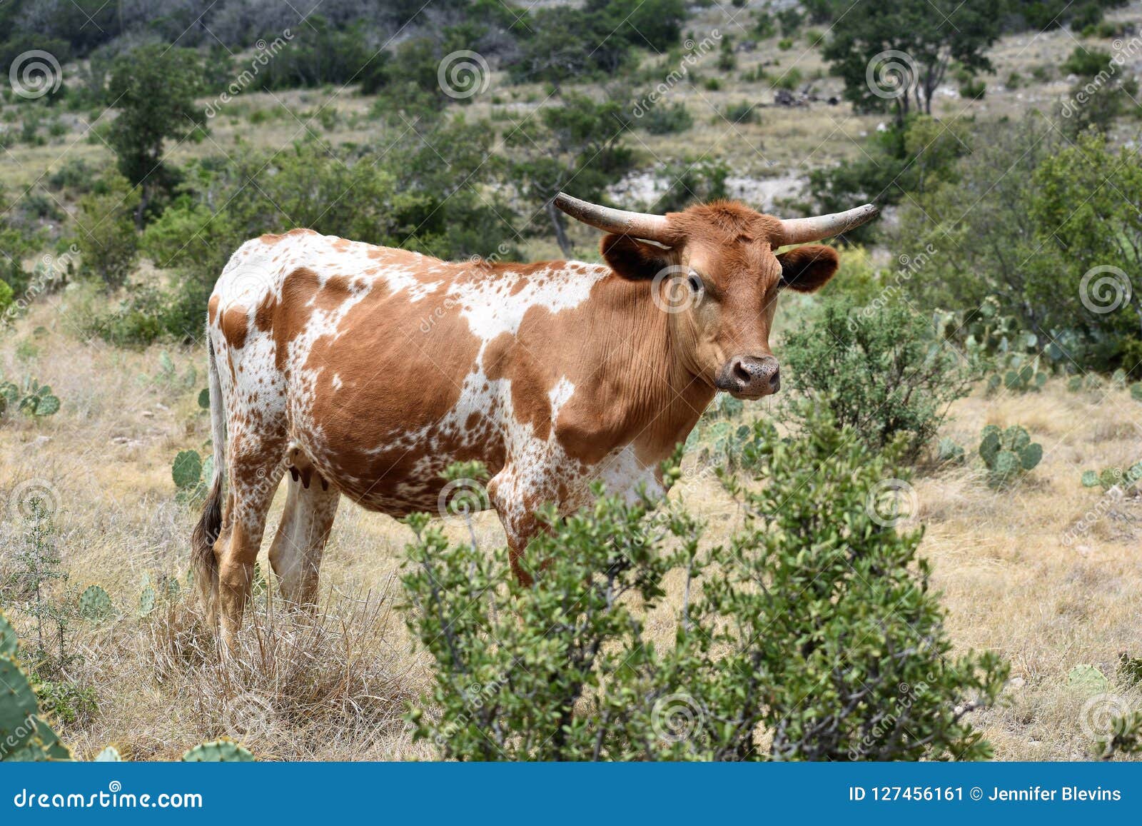 Texas Longhorn Cattle Portrait Stock Image - Image of agriculture ...
