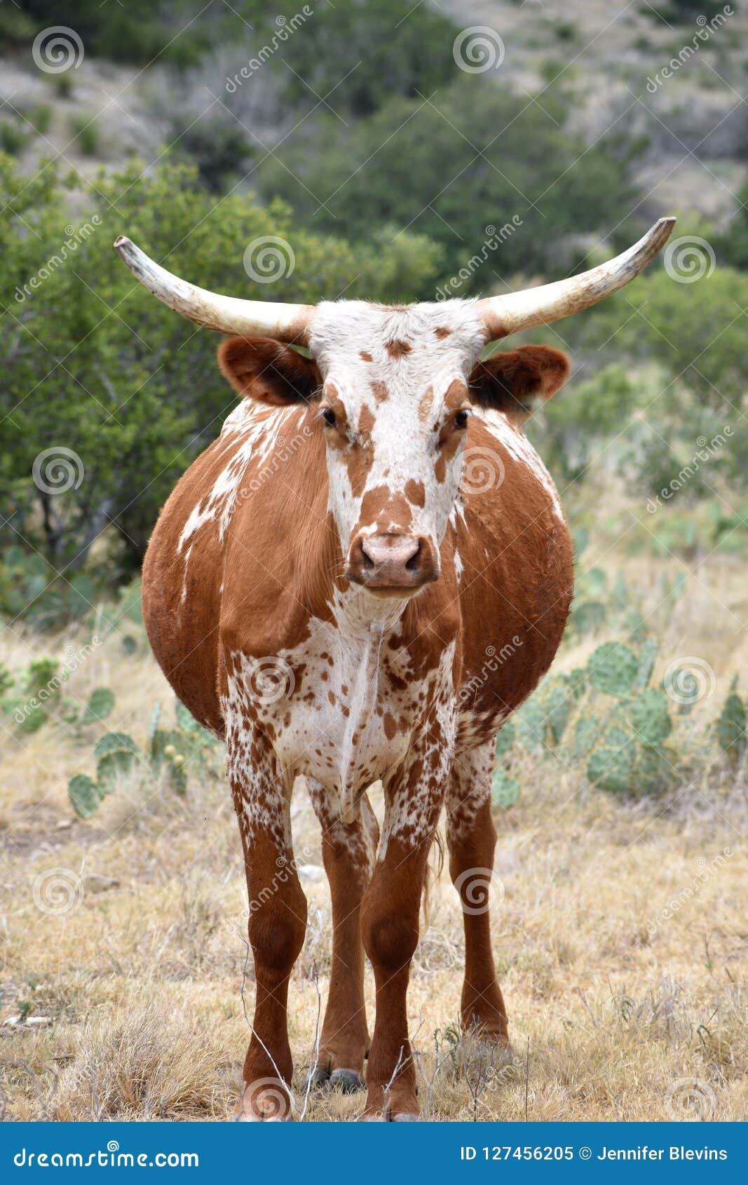 Texas Longhorn Cattle Portrait Stock Image - Image of grass, farming ...
