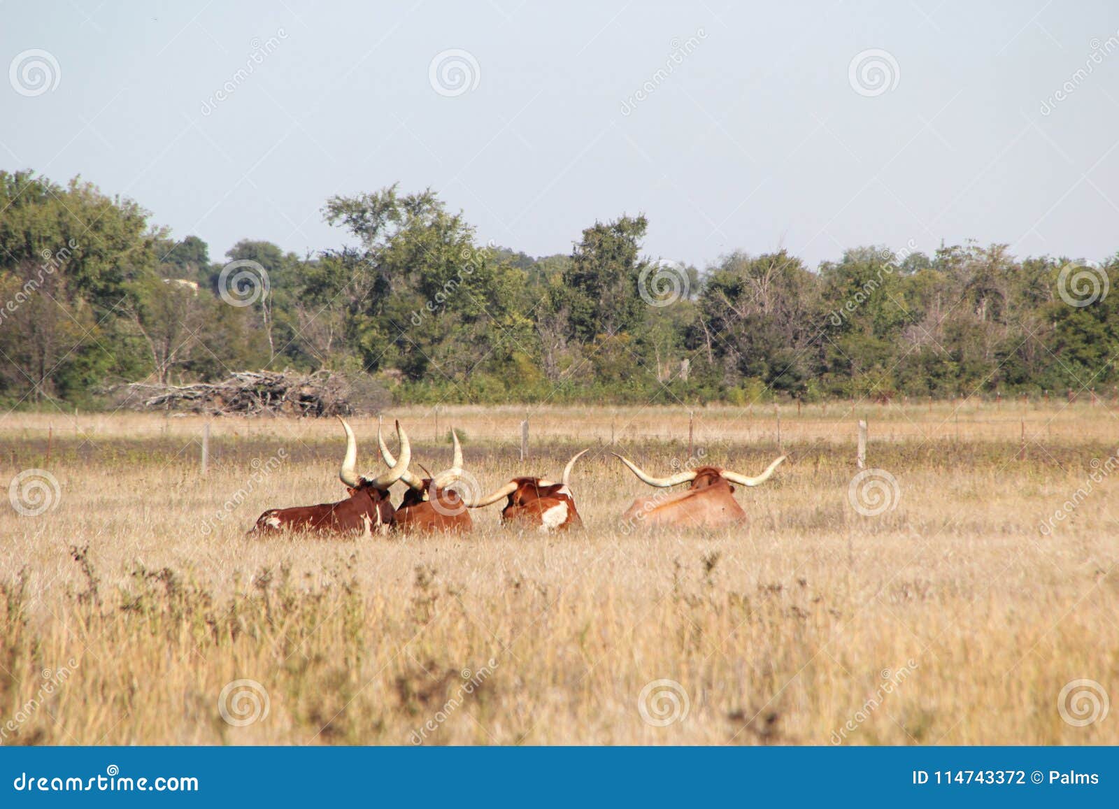 Texas Longhorn Cattle Resting in Field Stock Photo - Image of rest ...
