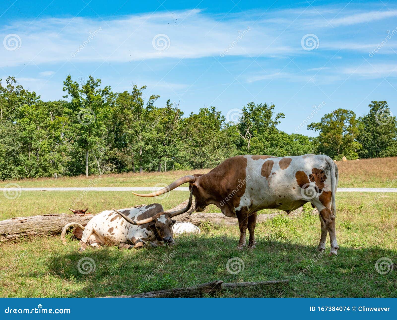 Texas Longhorn Cattle stock photo. Image of countryside - 167384074