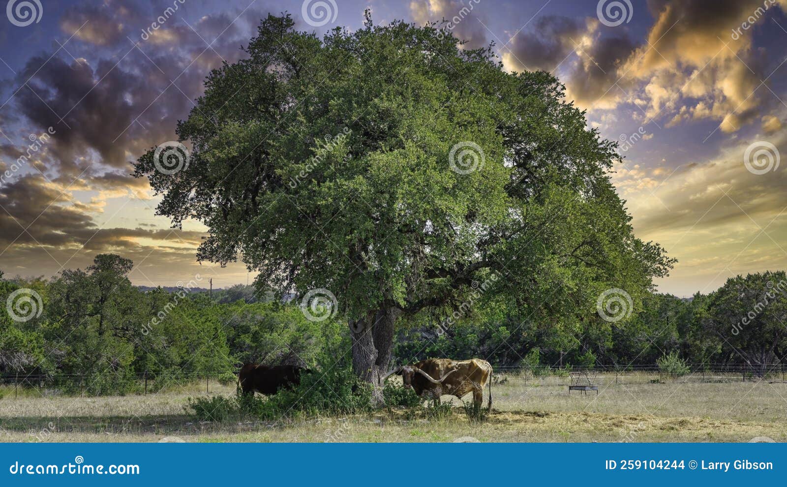 Texas Longhorn stock photo. Image of grassland, pasture - 259104244