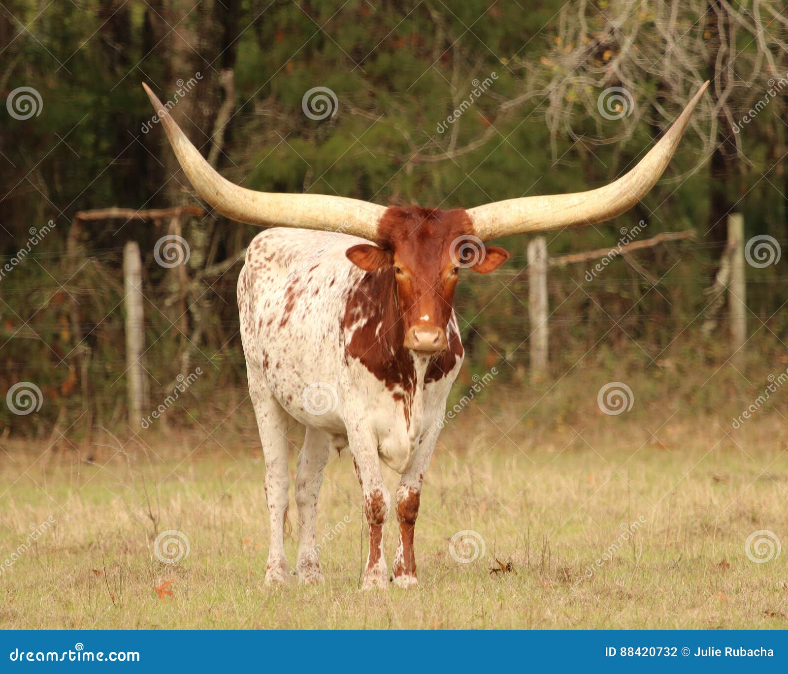 Texas Longhorn Cow foto de archivo. Imagen de moreno - 88420732