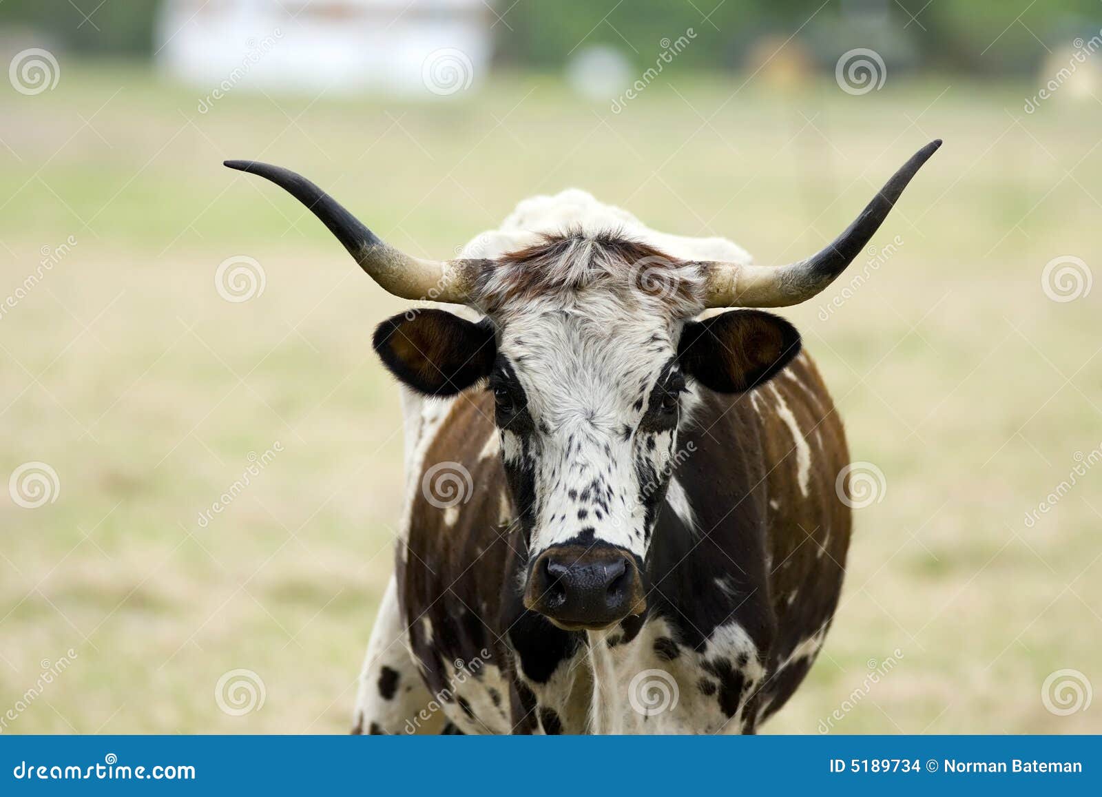 Texas Longhorn Cow Grazing Royalty-Free Stock Image | CartoonDealer.com ...