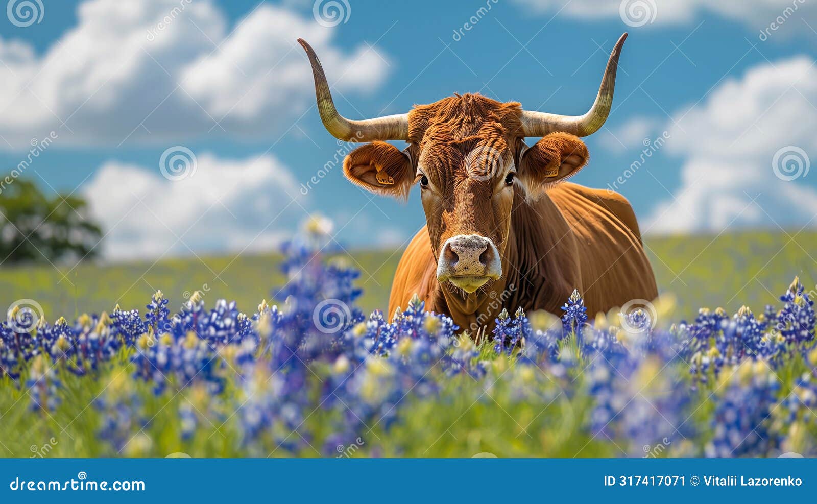 Texas Longhorn Cow in Spring in a Field of Bluebonnets. Posing Texas ...