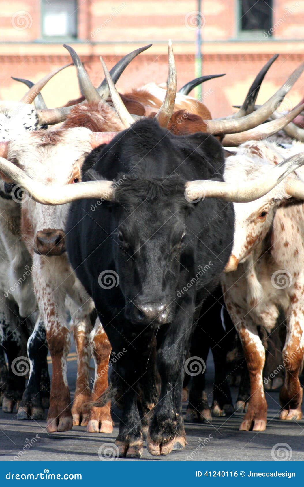 Texas Longhorn Cows Bulls stock photo. Image of longhorn - 41240116