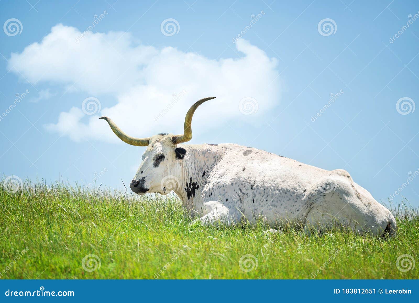 Texas Longhorn Lying Down in the Grass Stock Image - Image of muzzle ...