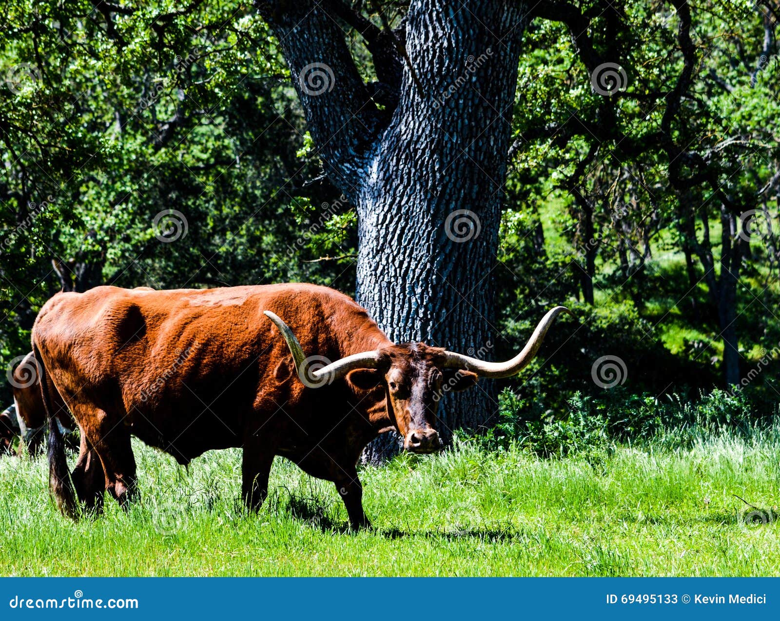Texas Longhorn and Oak Tree Stock Image - Image of longhorn, field ...