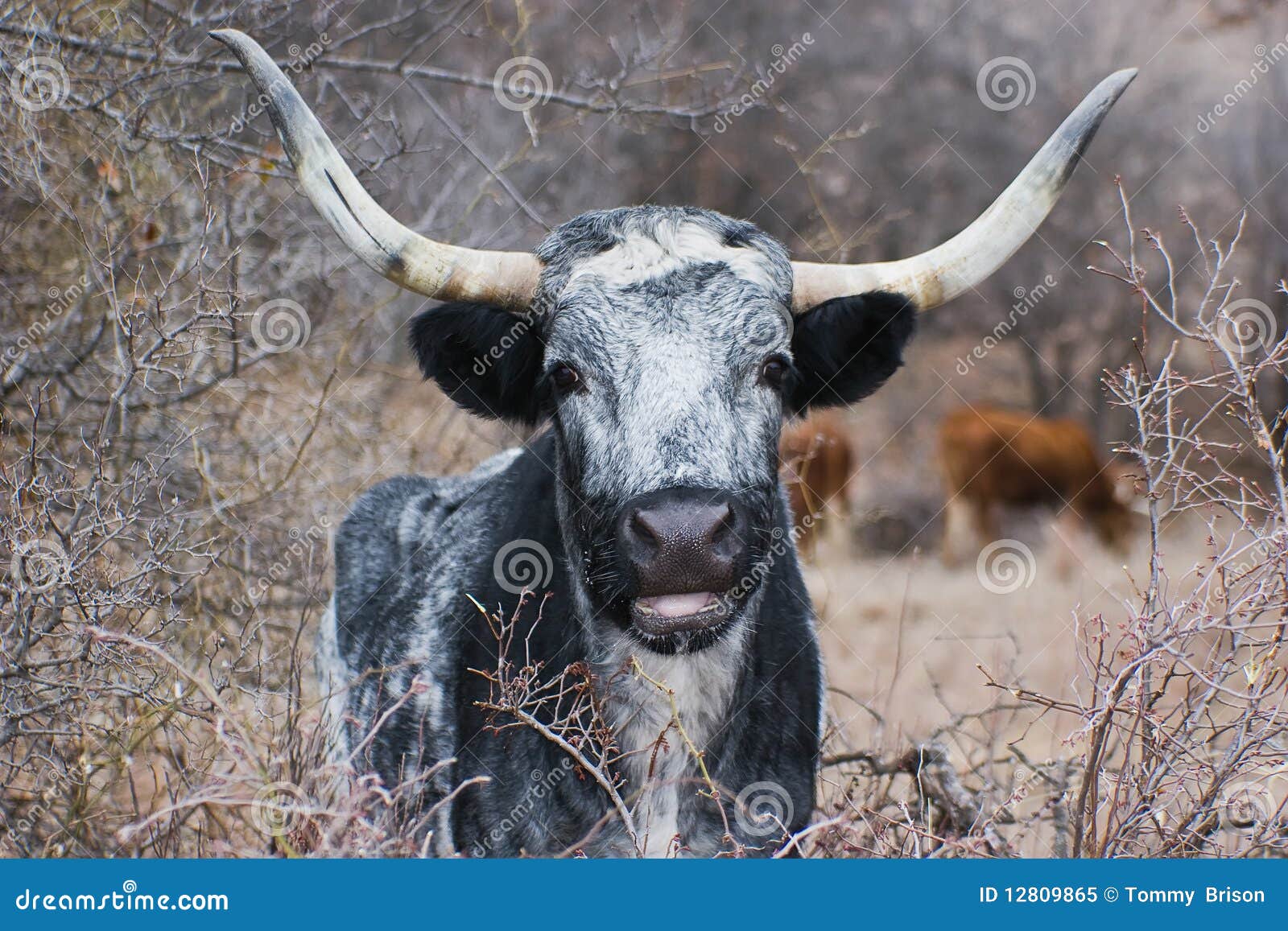Texas Longhorn Portrait stock image. Image of mammal - 12809865
