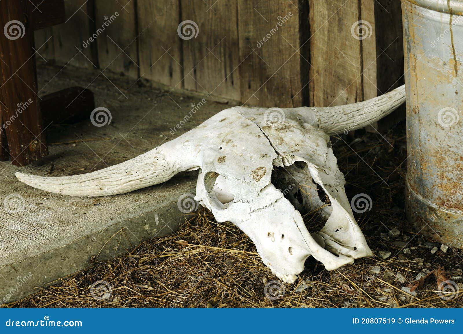Texas Longhorn Skull stock image. Image of mammal, bone - 20807519