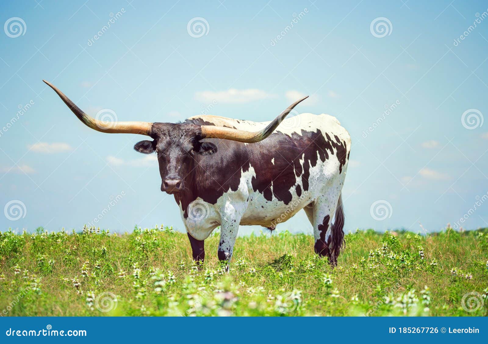 Texas Longhorn on the Spring Pasture Stock Photo - Image of cattle ...