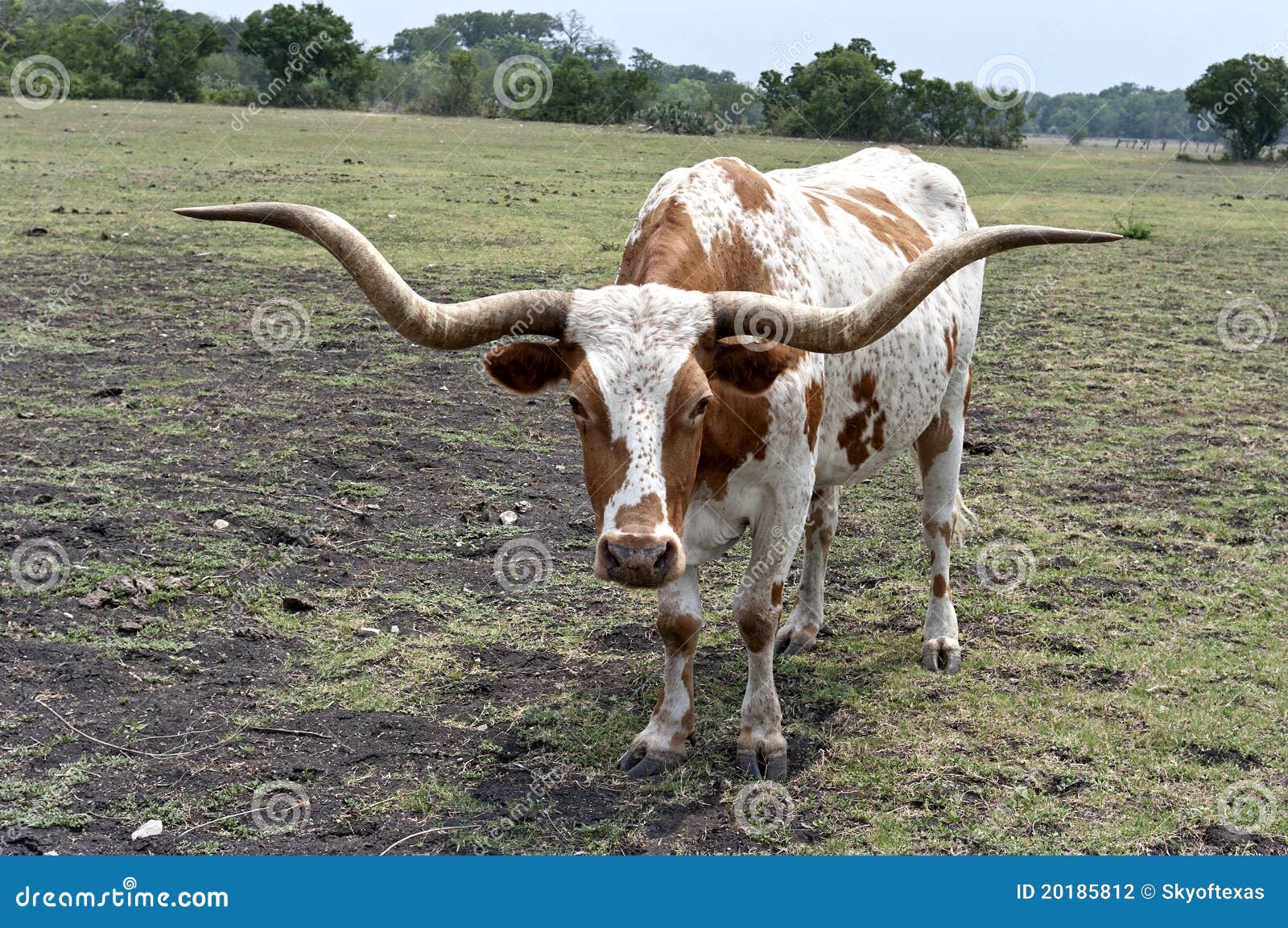Texas Longhorn Steer Upclose Stock Photo - Image of hooves, pasture ...