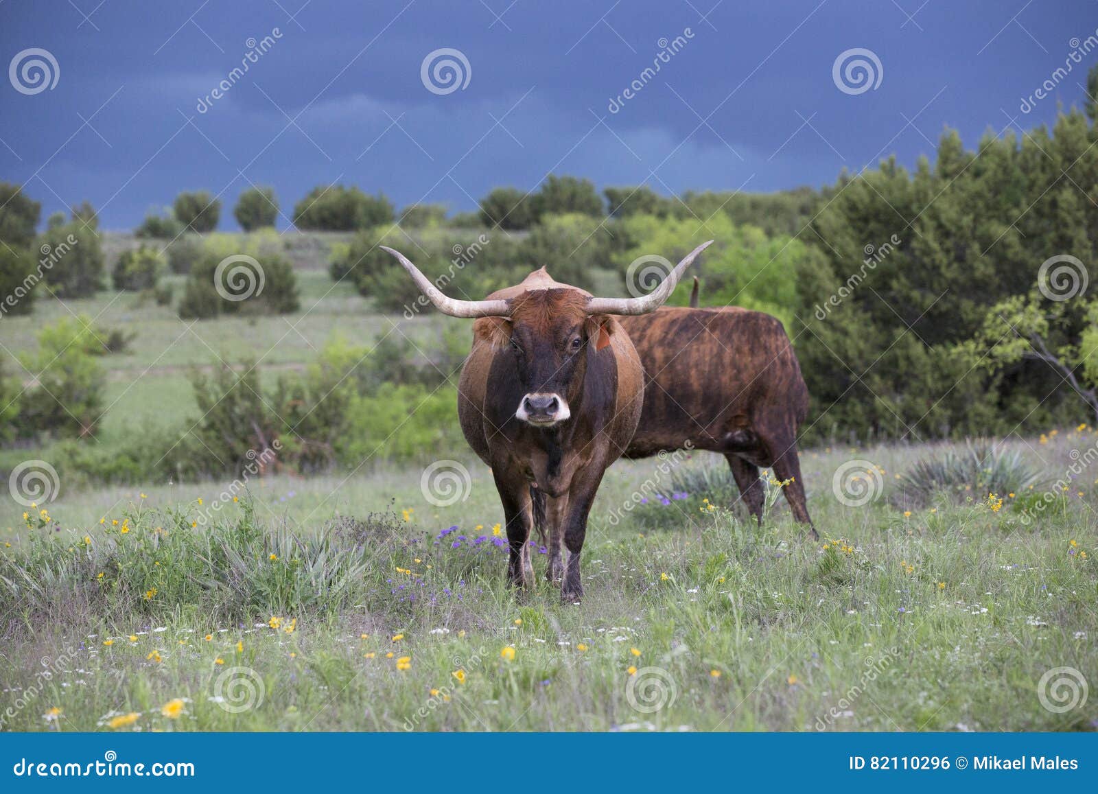 Texas longhorn in storm stock photo. Image of drive, storm - 82110296