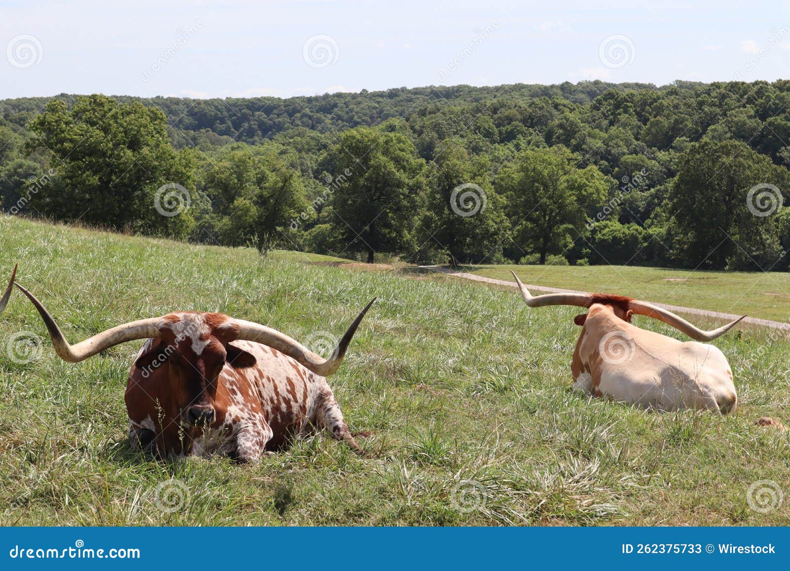 Texas Longhorns Resting on the Grass. Stock Image - Image of animals ...