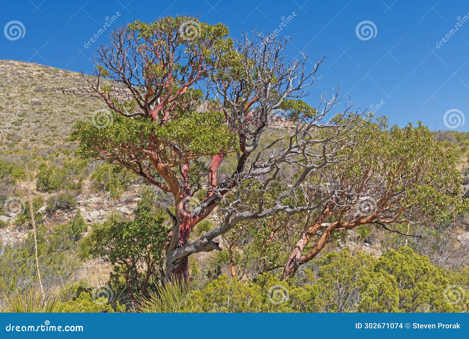 Texas Madrone Tree in the Desert Spring Stock Photo - Image of texas ...