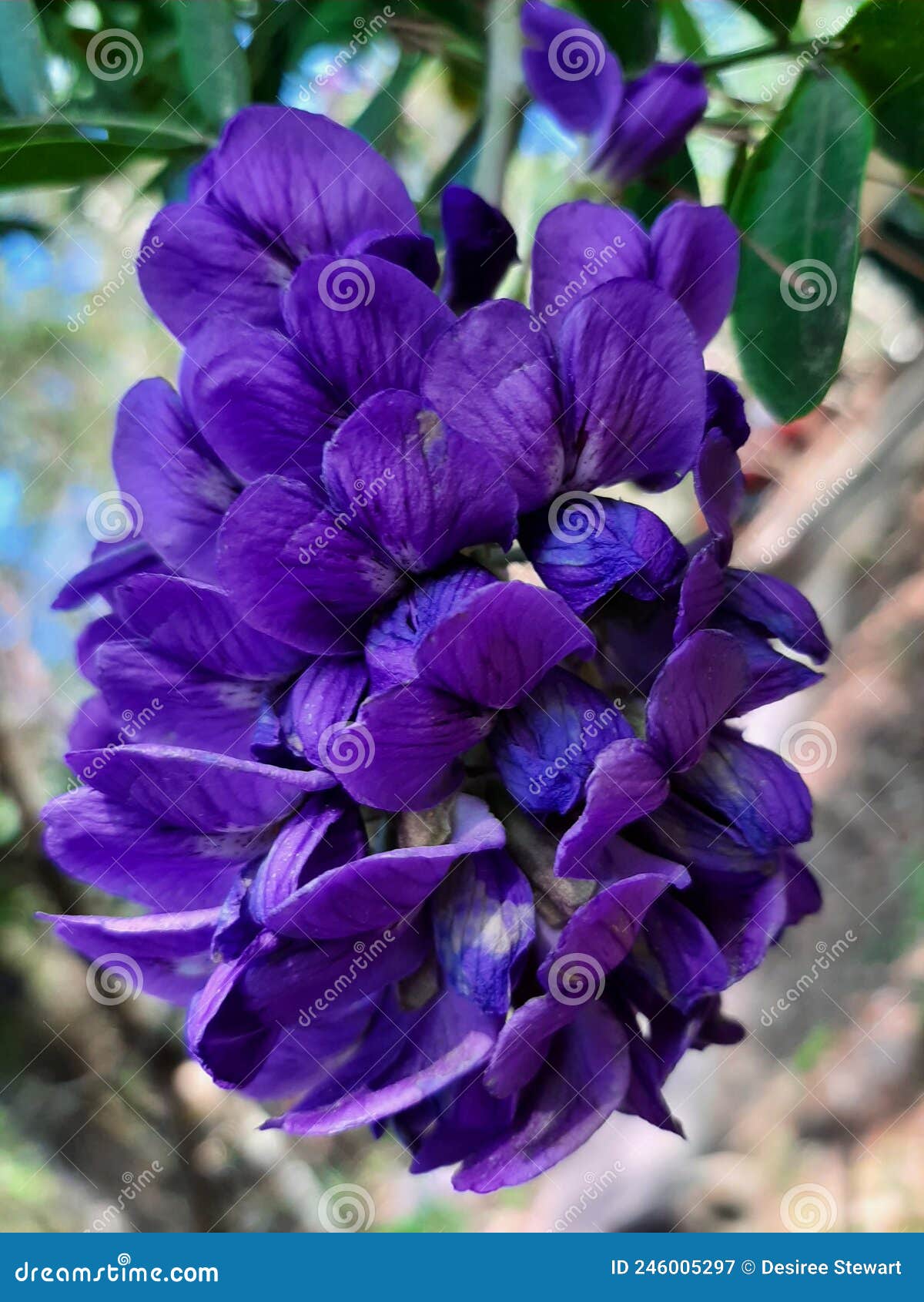 Texas Mountain Laurel Tree stock image. Image of lavender - 246005297