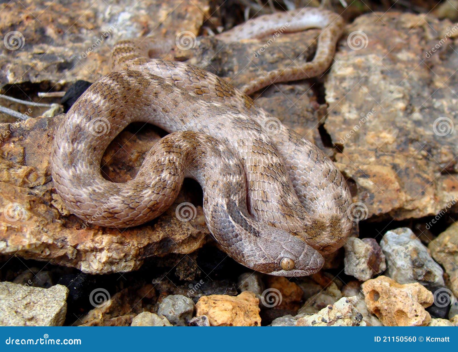 Texas Night Snake, Hypsiglena Torquata Jani Stock Photo - Image of ...