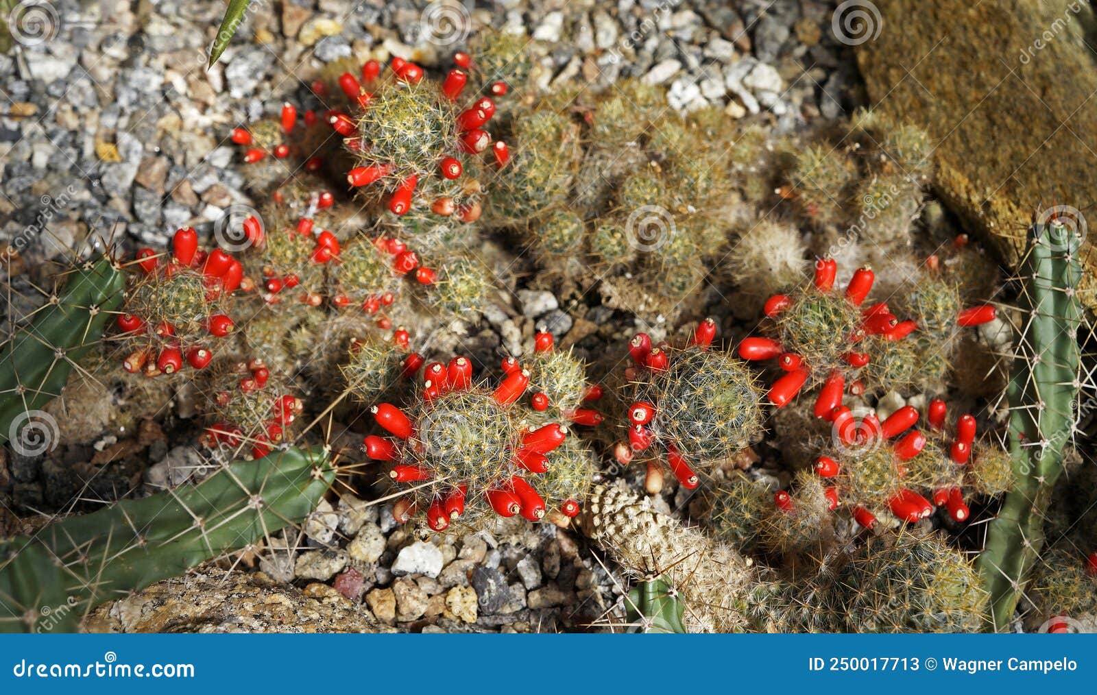 Texas Nipple Cactus Fruits Mammillaria Prolifera Rio Stock Image