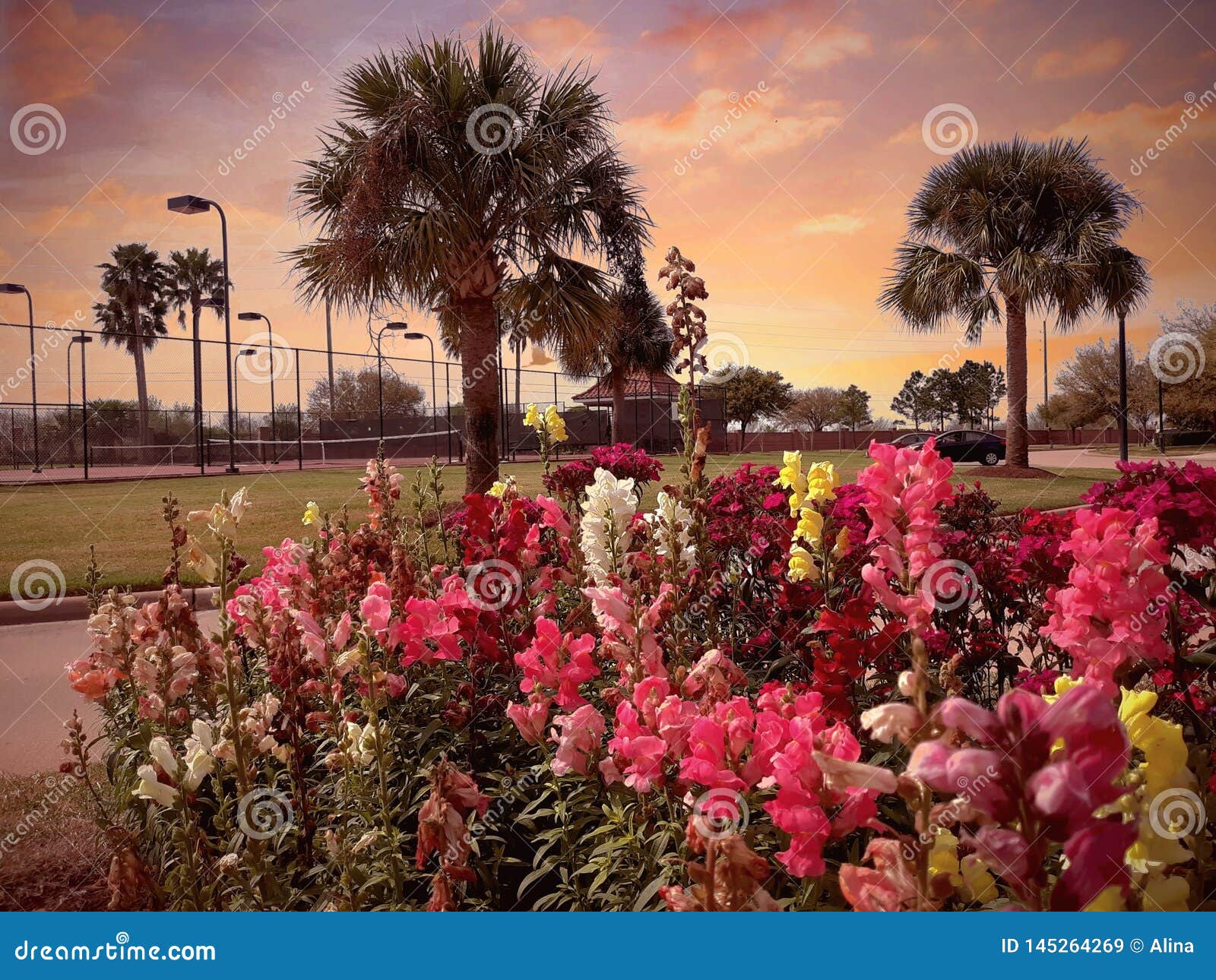 Texas Palm Trees Sunset Walk Flowers Orange Evening Stock Image - Image ...