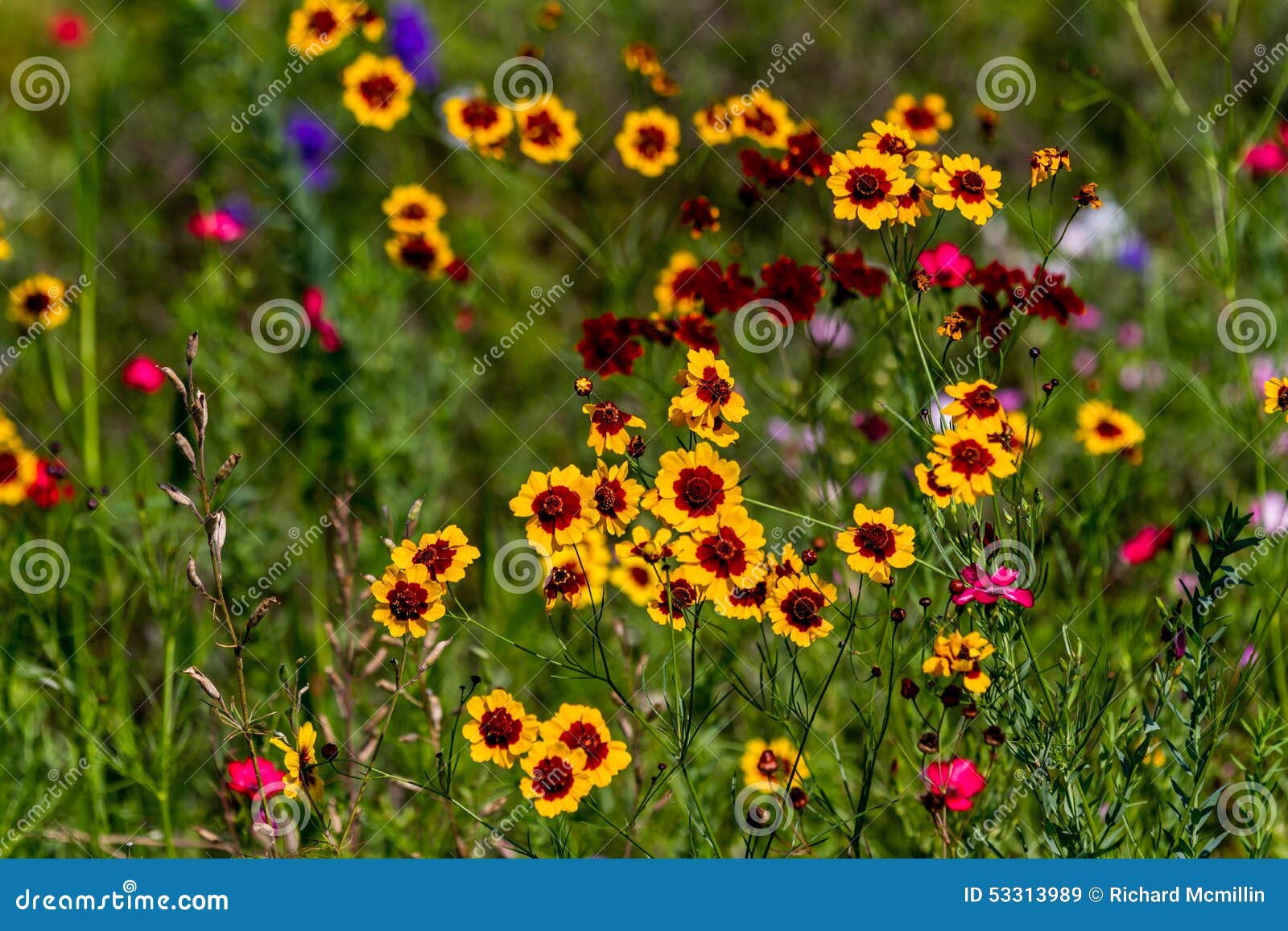 Texas Plains Coreopsis (Coreopsis Tinctoria) Wildflowers Stock Image ...
