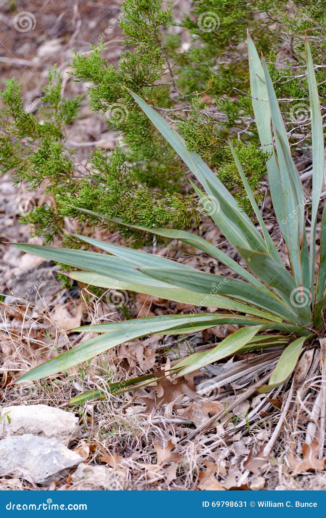 Texas plan llife stock image. Image of flower, color - 69798631