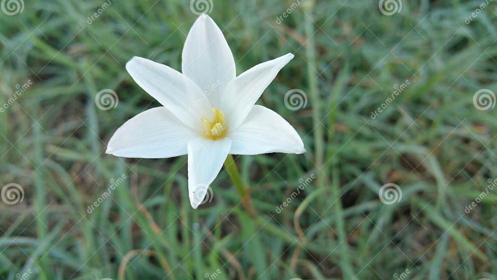 Central Texas Rain Lily in Full Blossom. Stock Photo - Image of pestles ...