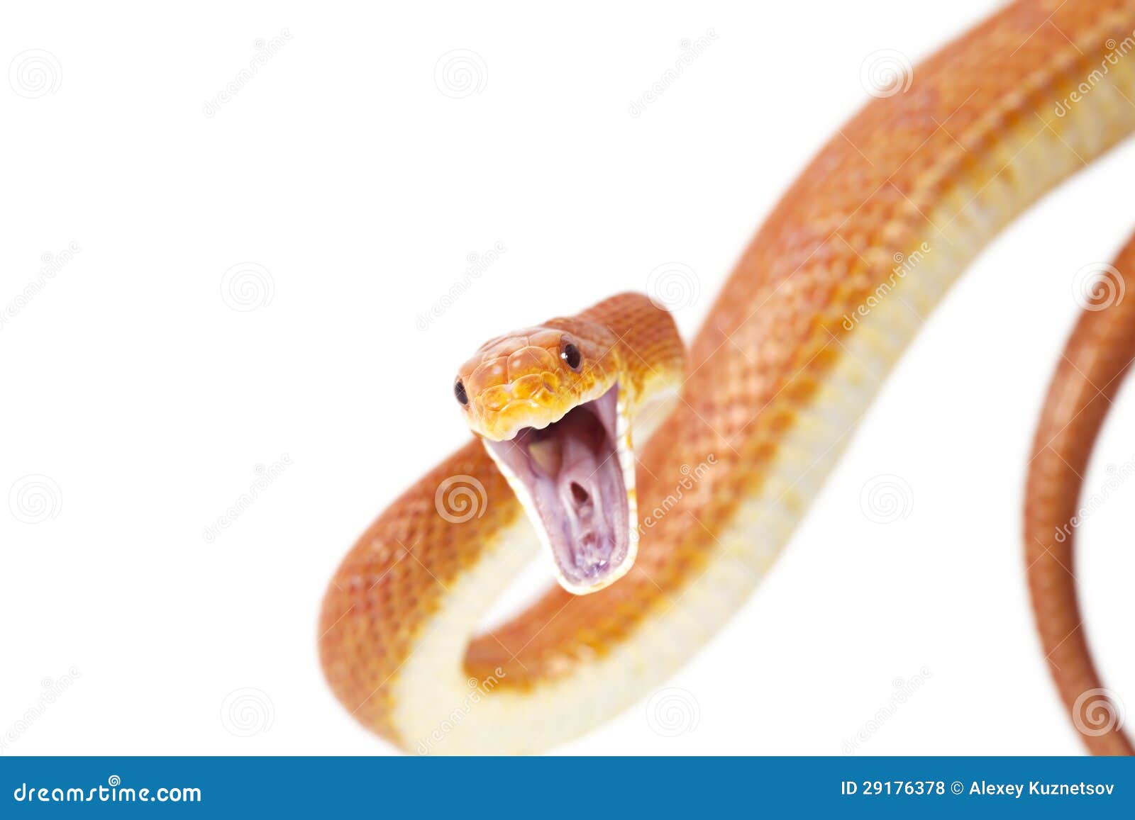 Rat Attacking Stock Photos - Free & Royalty-Free Stock Photos from ...