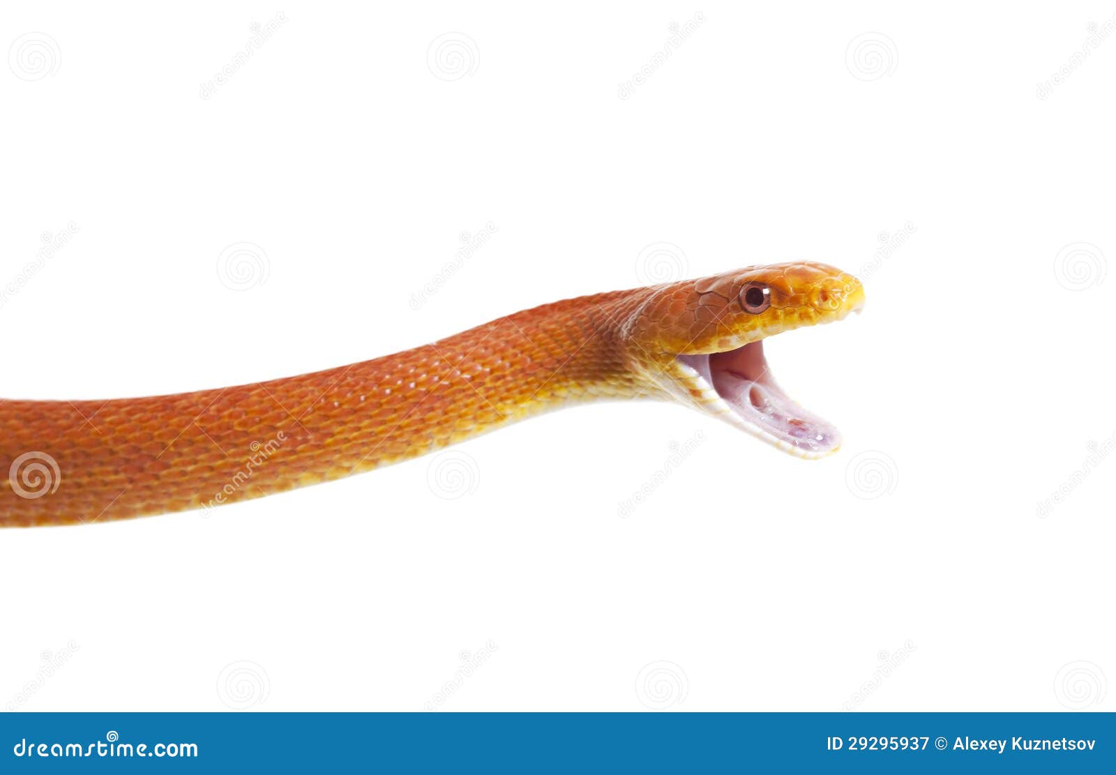 Texas rat snake over white stock image. Image of scale - 29295937