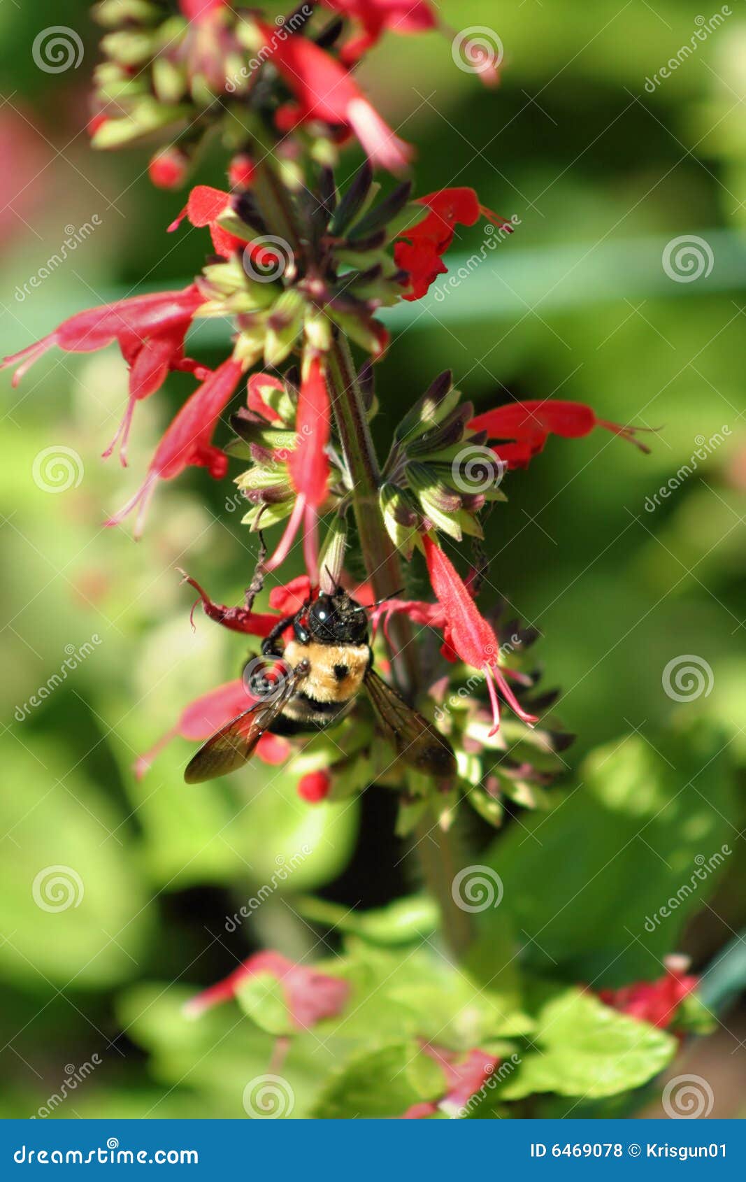 Texas Sage Bee stock photo. Image of abstract, bees, backgrounds - 6469078