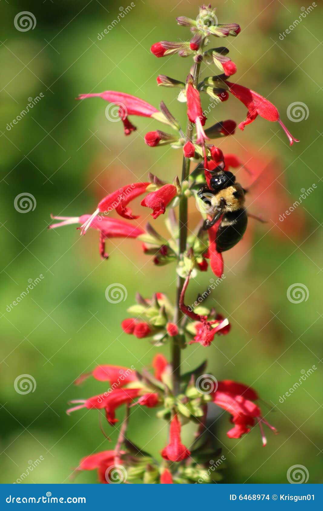 Texas Sage Pollination stock photo. Image of flowers, apoidea - 6468974