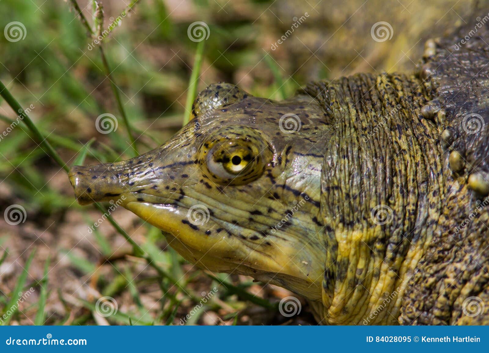 Texas Spiney Softshell stock image. Image of wildlife - 84028095