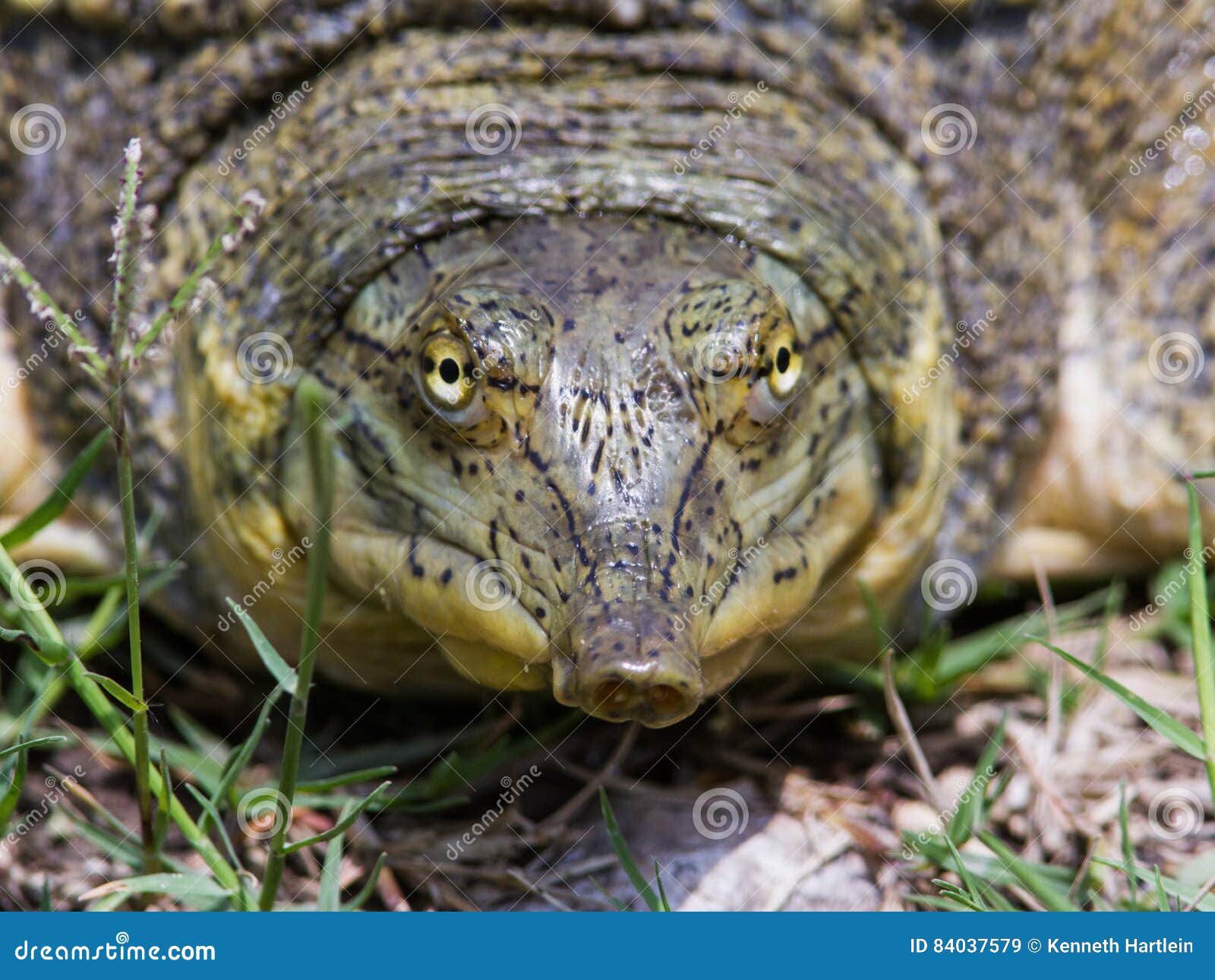 Texas Spiney Softshell stock image. Image of reptile - 84037579