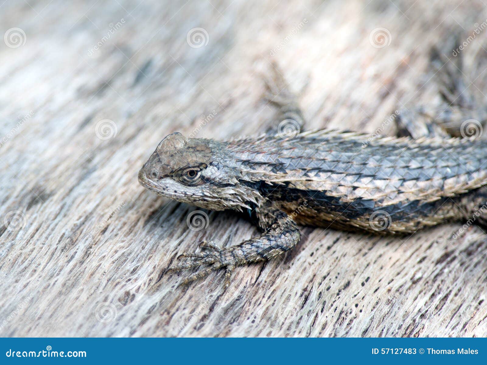 A Fat Texas Spiny Lizard Climbing On A Ceder Tree. Royalty-Free Stock ...