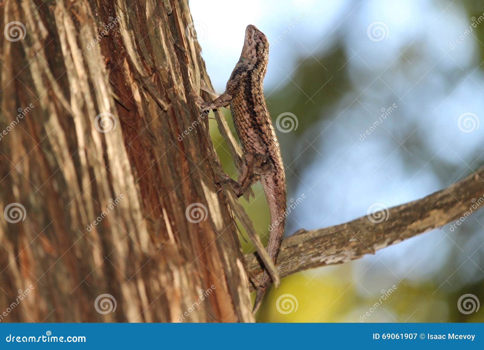 A Fat Texas Spiny Lizard Climbing On A Ceder Tree. Royalty-Free Stock ...