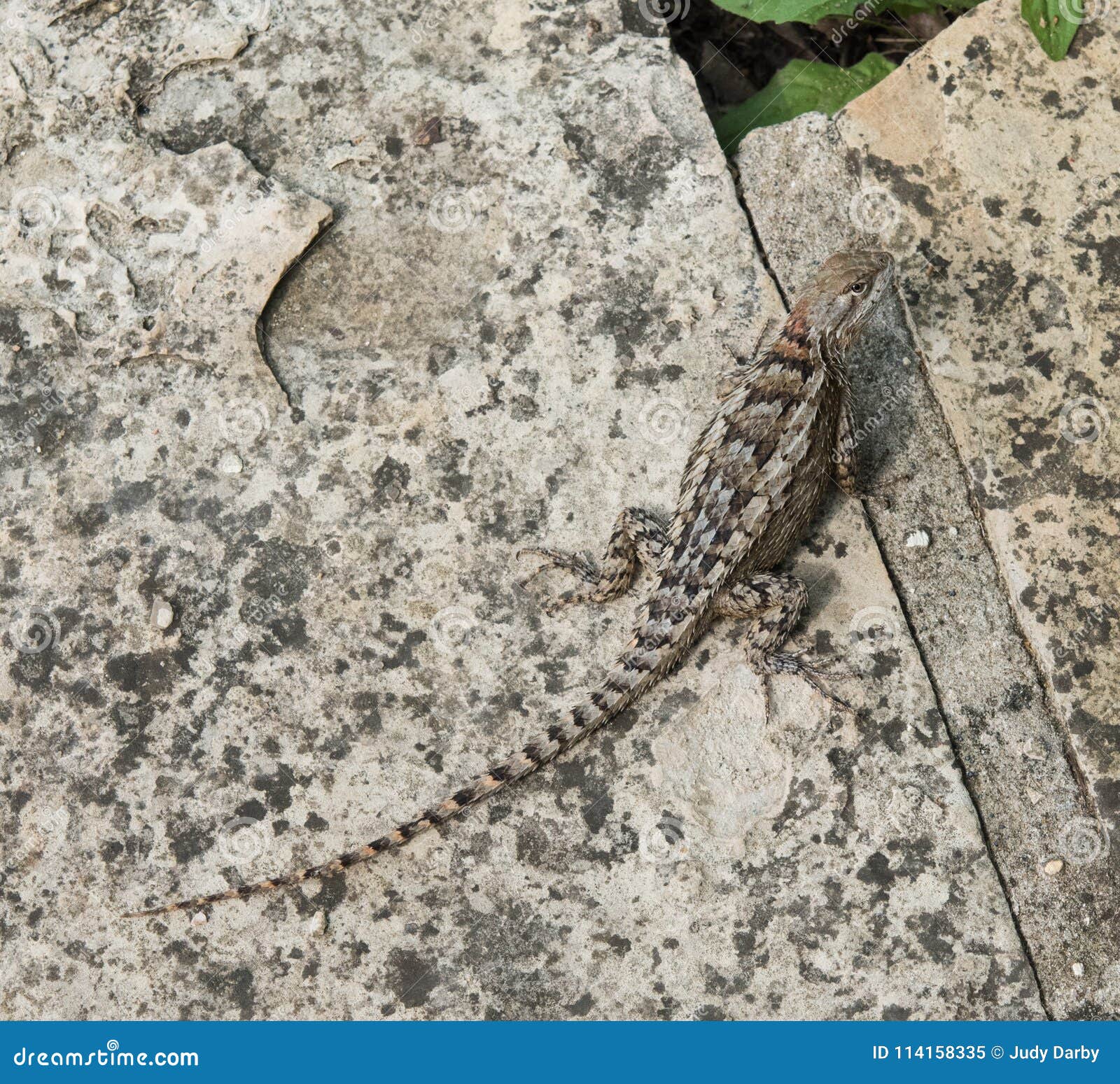 Texas Spiny Lizard Overhead Stock Image - Image of nature, jagged ...