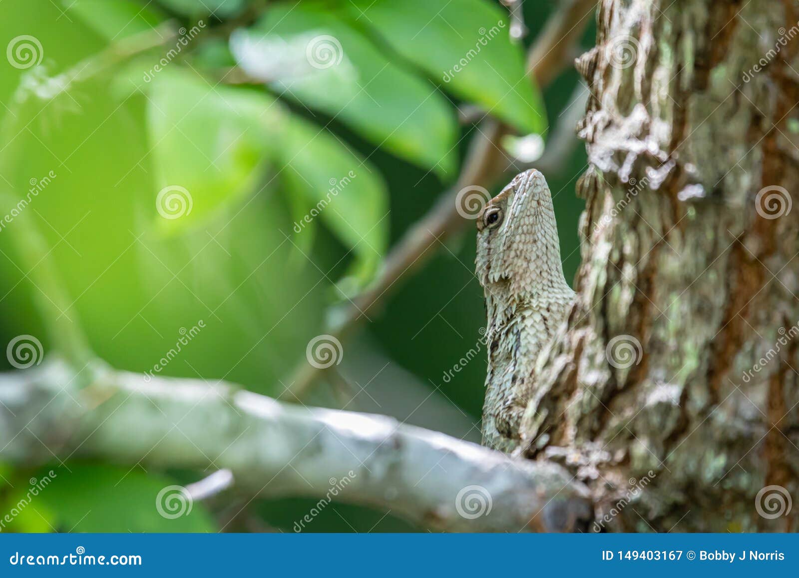 Texas Spiny Lizard Resting on an Oak Tree Stock Image - Image of eating ...