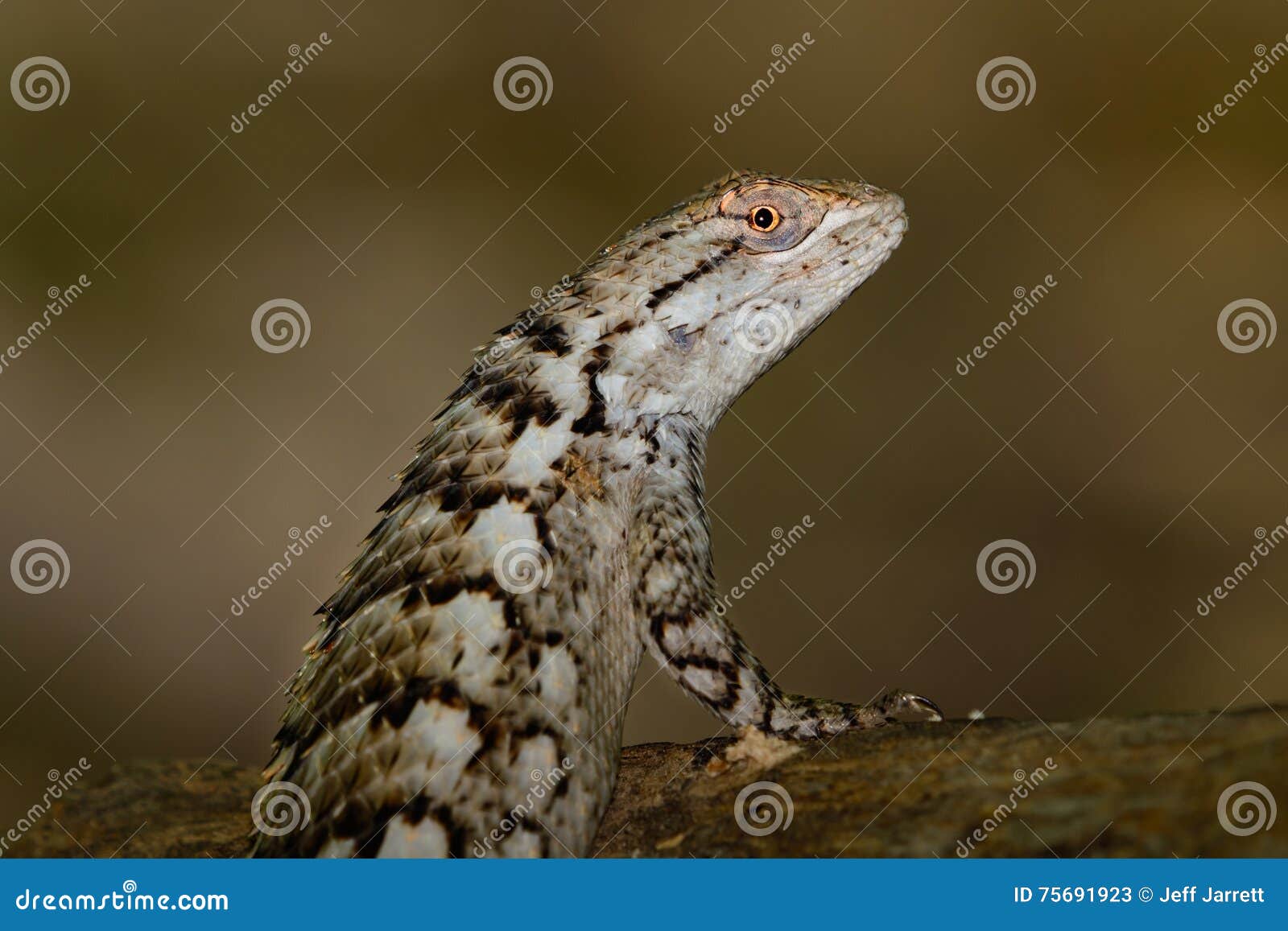 Texas Spiny Lizard Stock Photography | CartoonDealer.com #212978