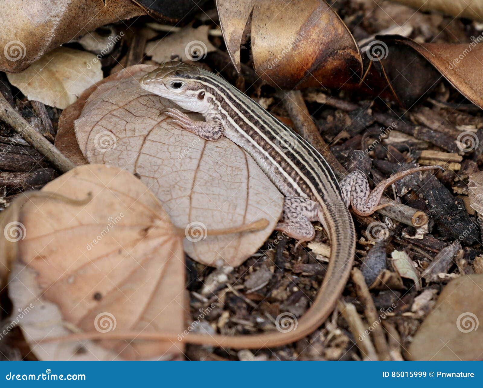 Texas Spotted Whiptail Lizard Stock Image - Image of wildlife, herp ...