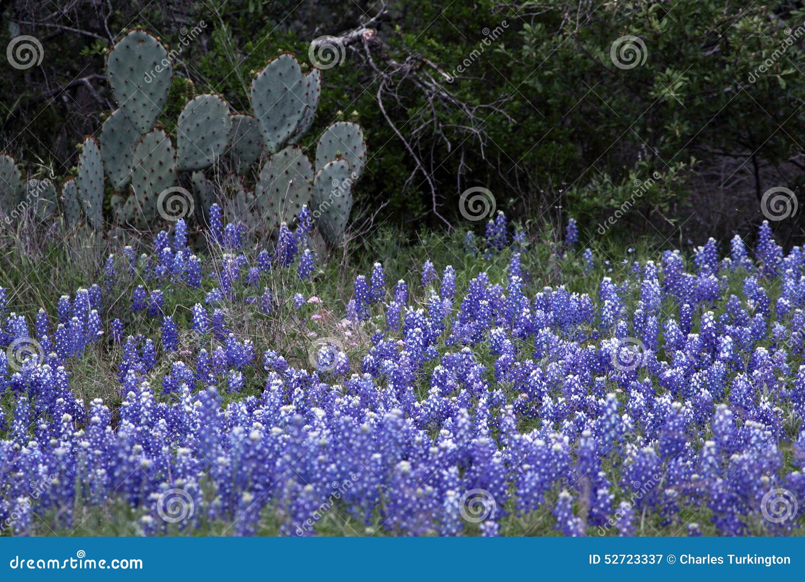 Texas Spring Bluebonnets stock image. Image of texas - 52723337