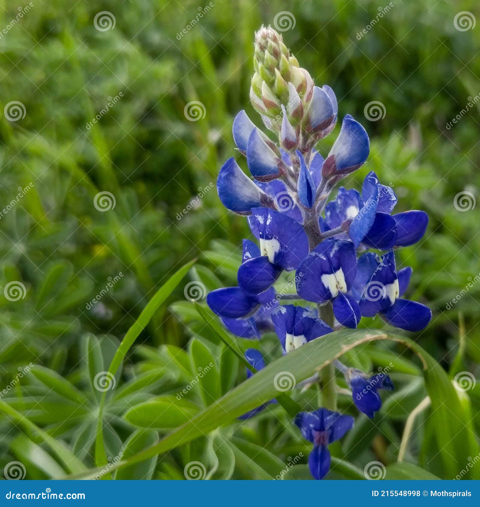 Texas State Flower Bluebonnets Foto de archivo - Imagen de producto ...