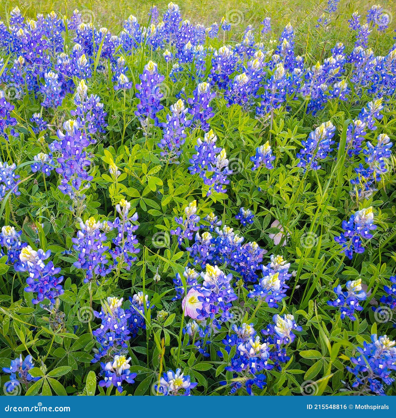 Texas State Flower Bluebonnets Stock Photo - Image of herb, texas ...