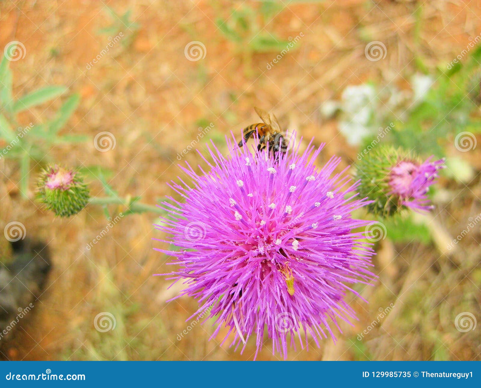 Texas Thistle Bloom Cirsium Texanum Stock Image - Image of flora, color ...