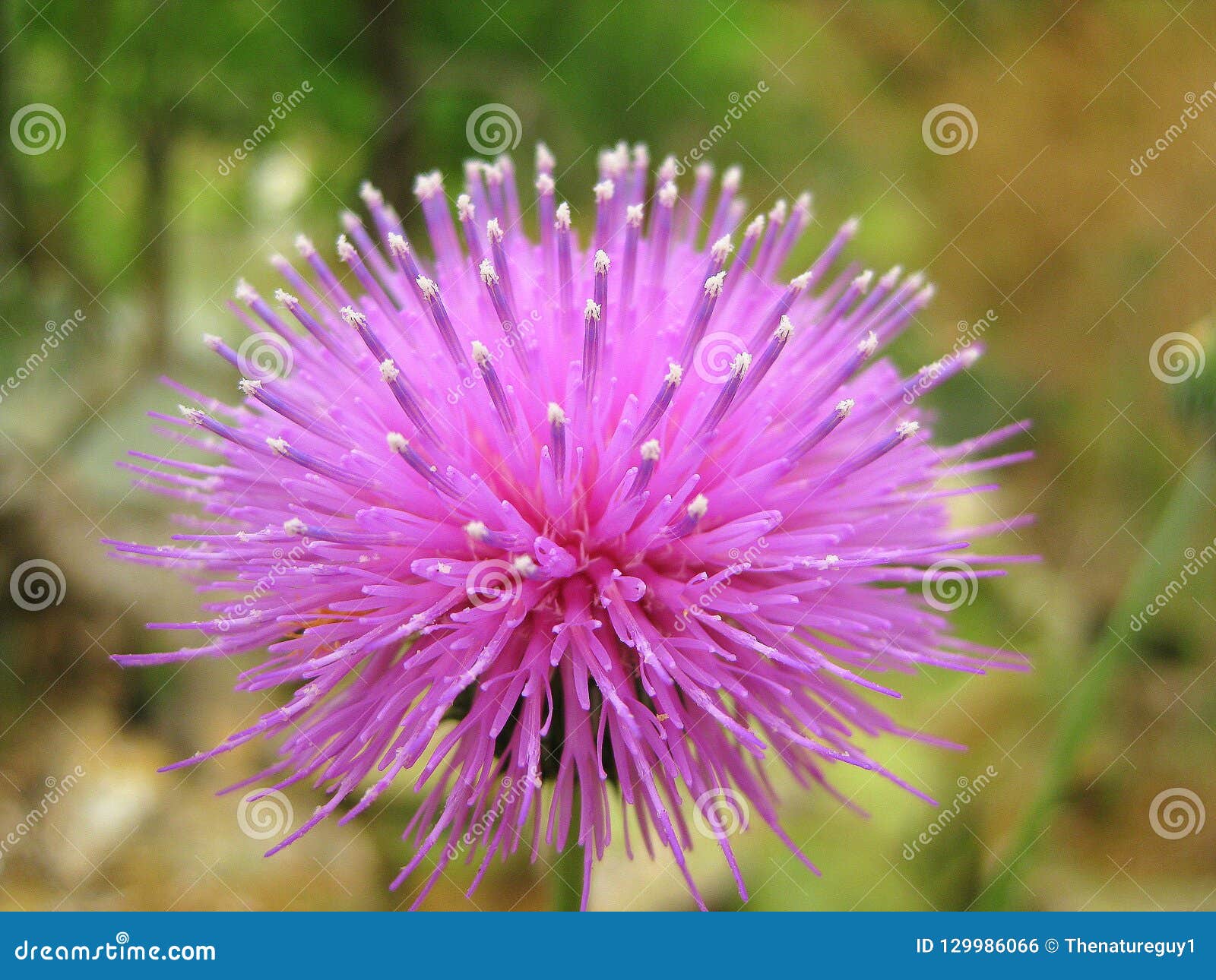 Texas Thistle Bloom Cirsium Texanum Stock Photo - Image of flower ...
