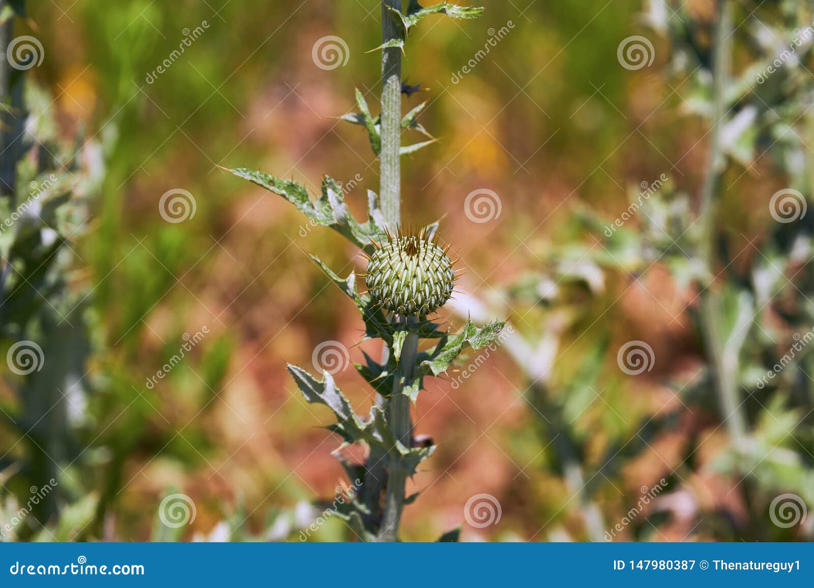 Texas Thistle Isolated Preblossom Young Bud Cirsium Texanum Stock Image ...