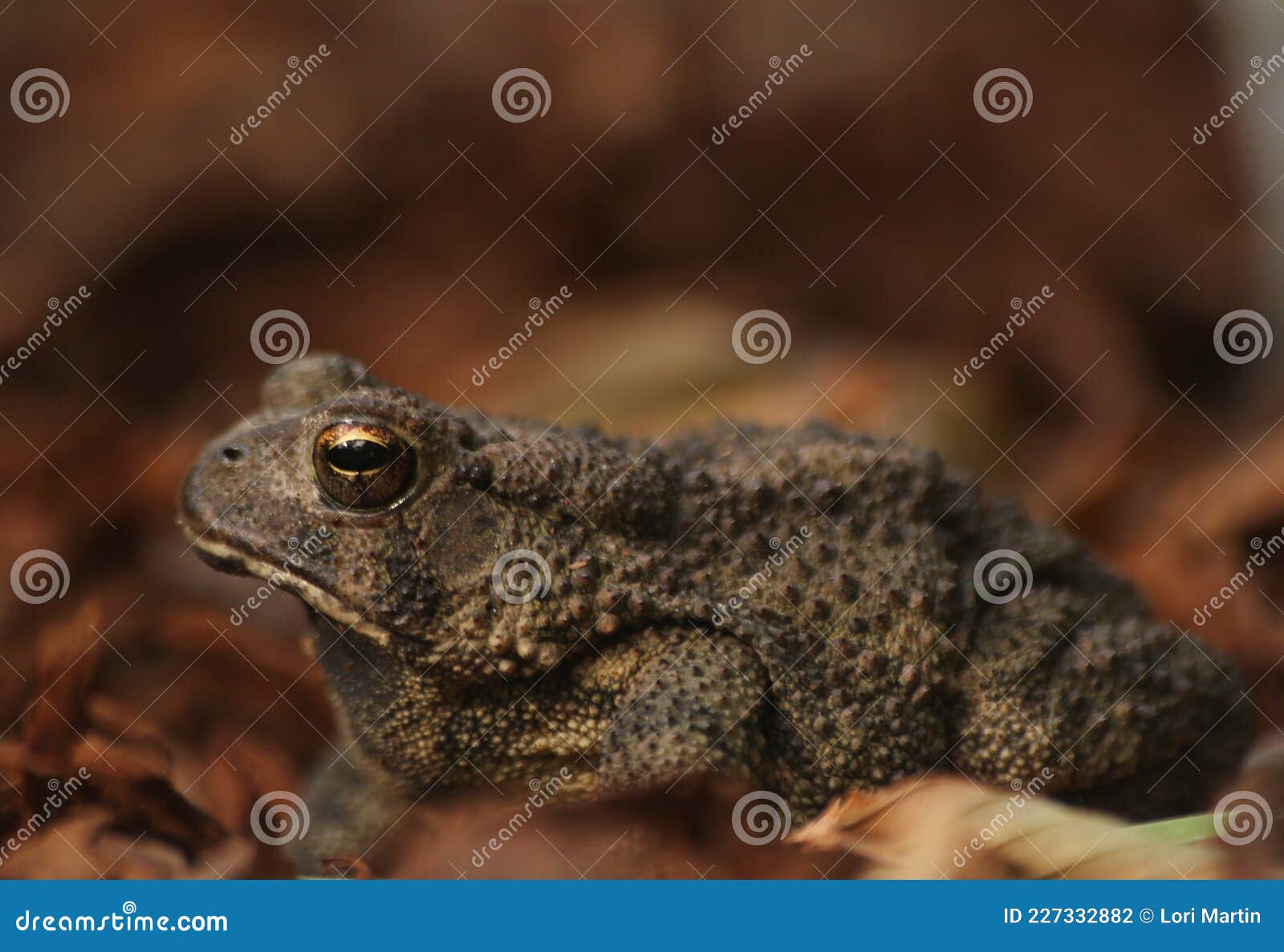 Texas Toad Anaxyrus Speciosus in Garden in East Texas Stock Photo ...