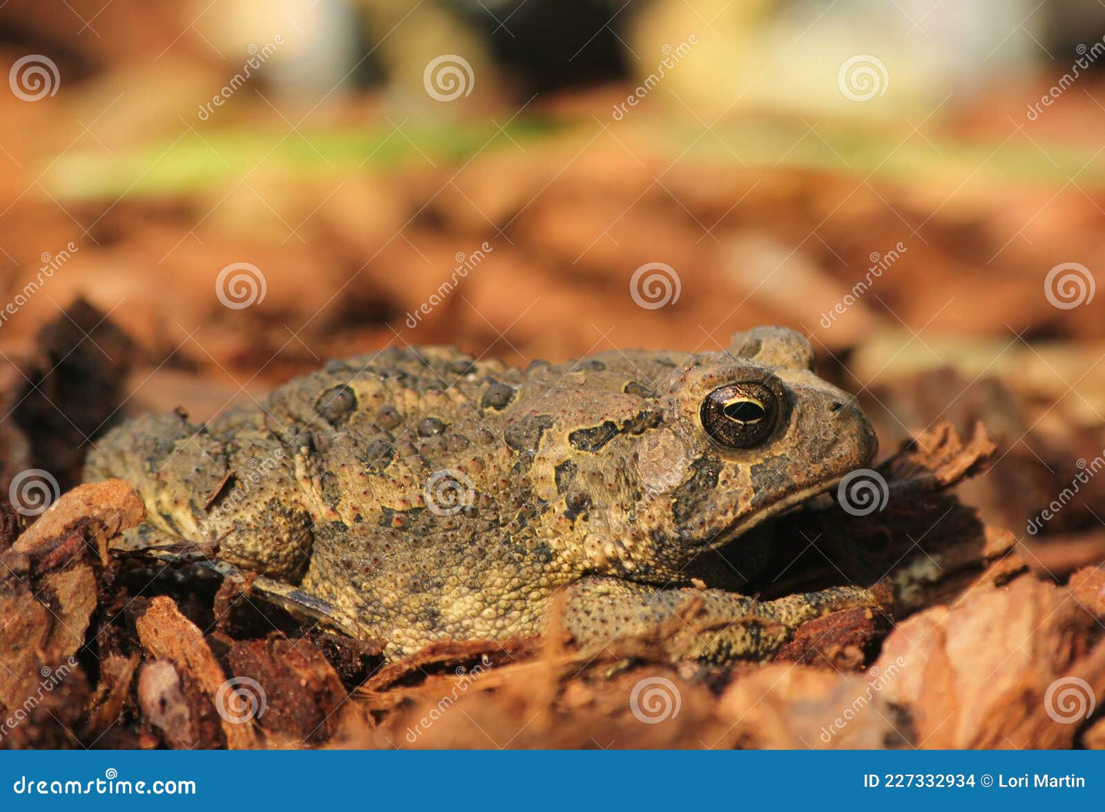 Texas Toad Anaxyrus Speciosus in Garden in East Texas Stock Photo ...