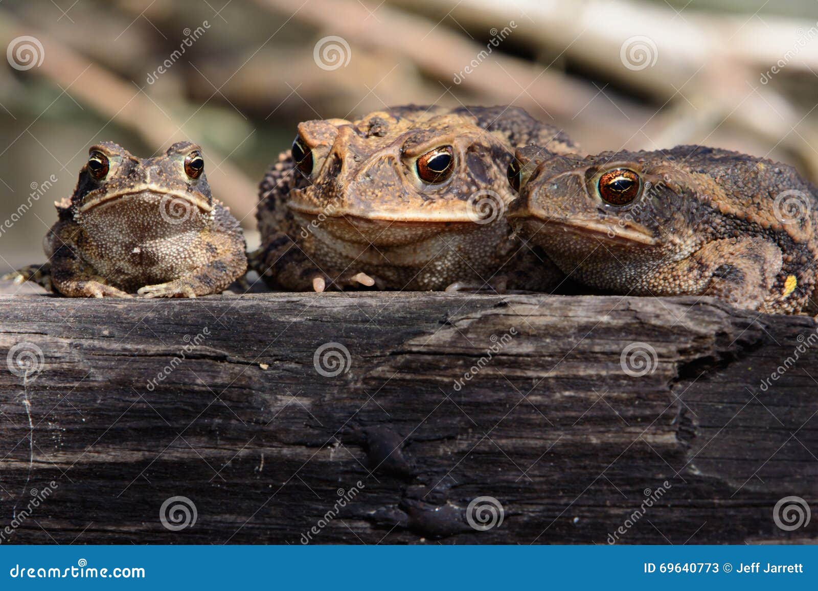 Texas Toad Trio stock image. Image of tropical, colorful - 69640773