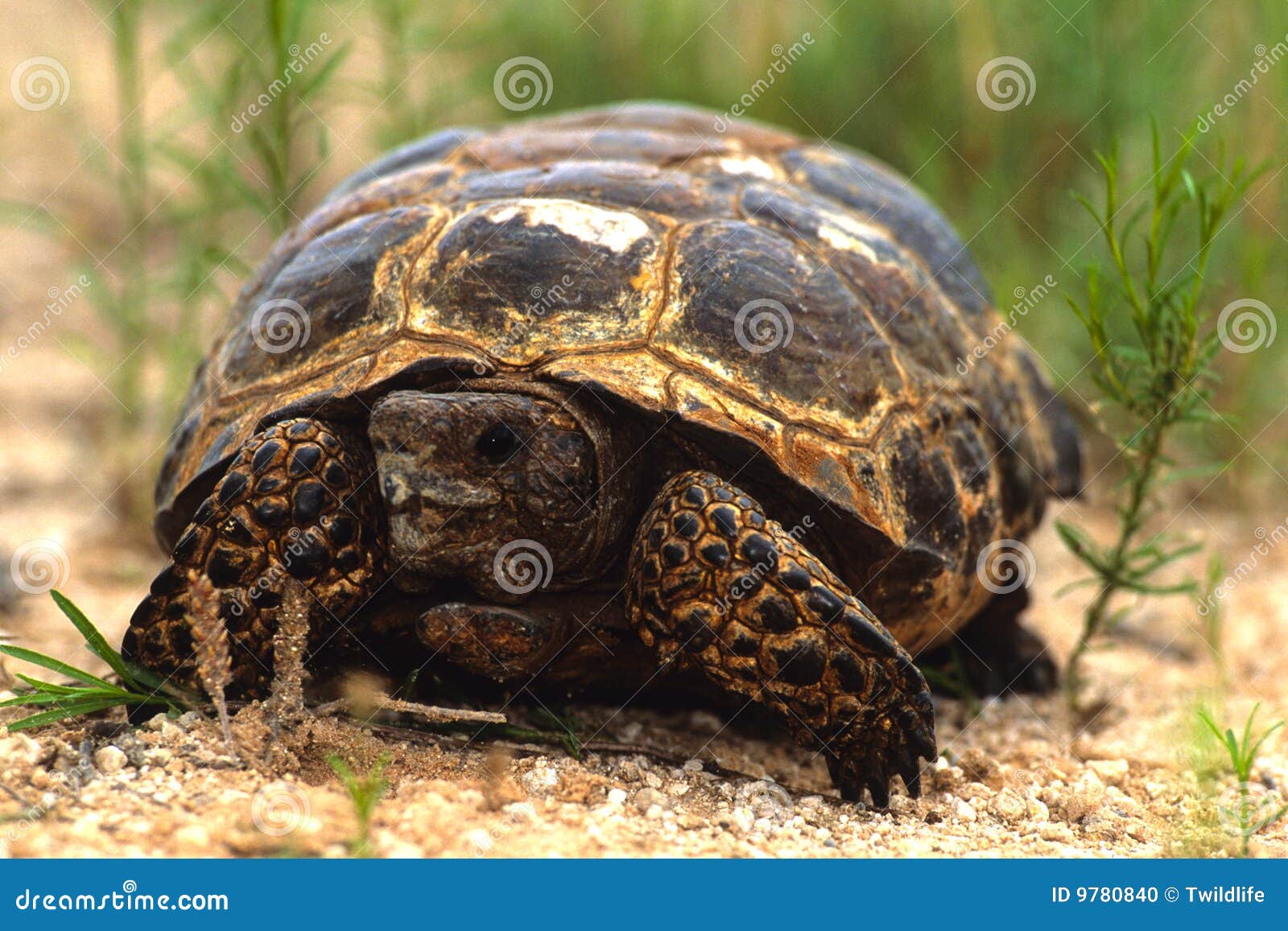 Texas Tortise Head on stock photo. Image of land, texas - 9780840